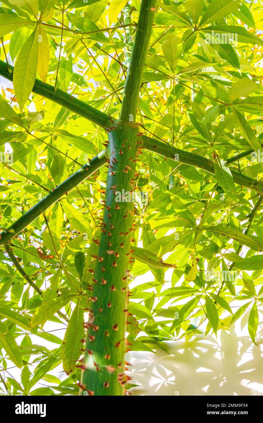 Young green beautiful Kapok tree Ceiba tree with spikes in tropical ...