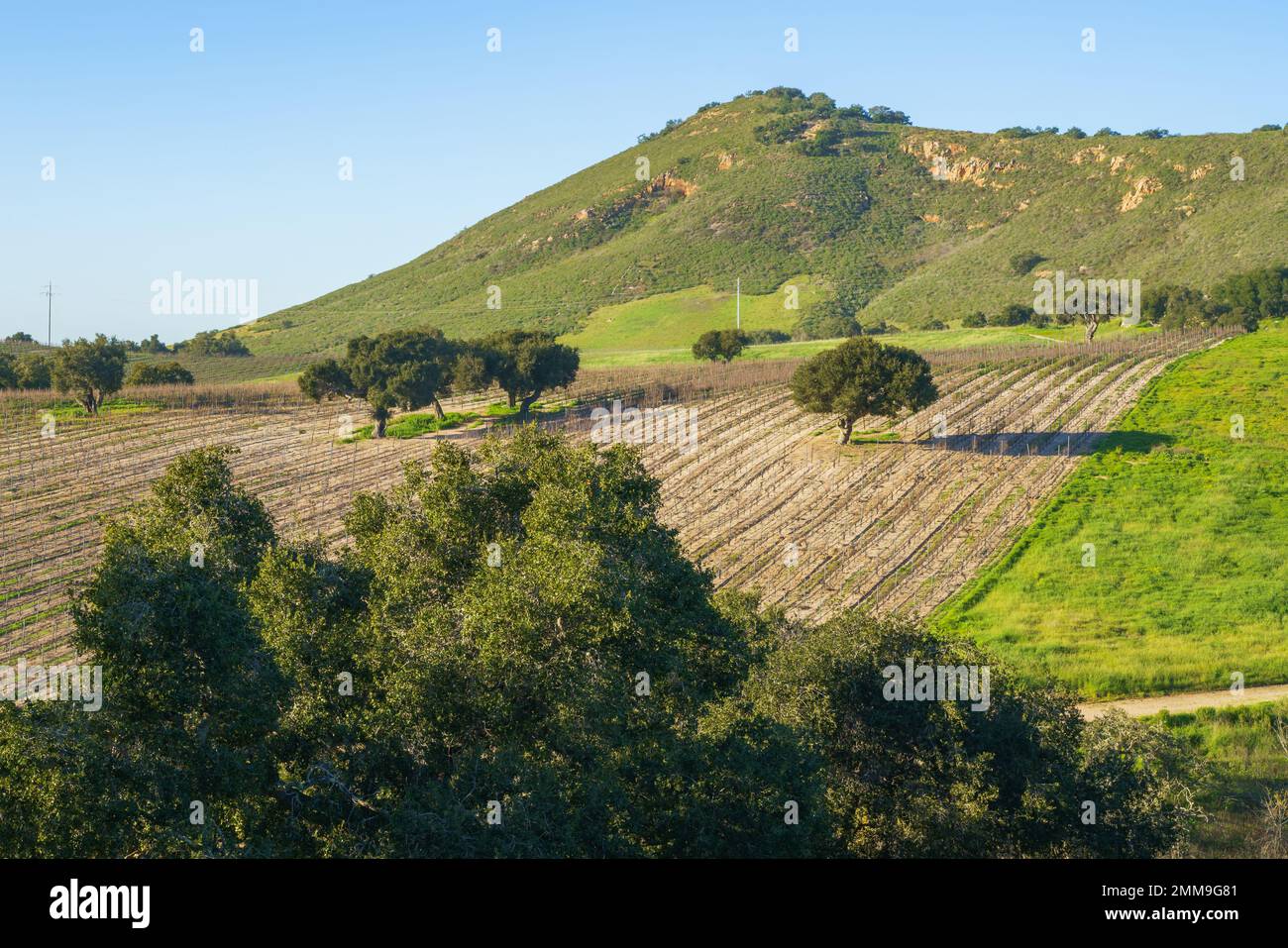 A wine grape vine in a rows, green hills, and oak trees. Beautiful view ...