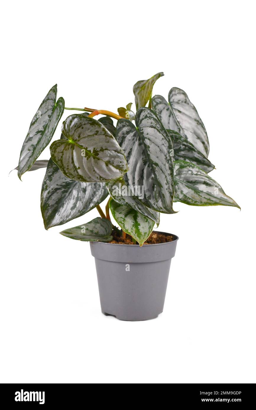 Potted exotic 'Philodendron Brandtianum' houseplant with silver pattern ...