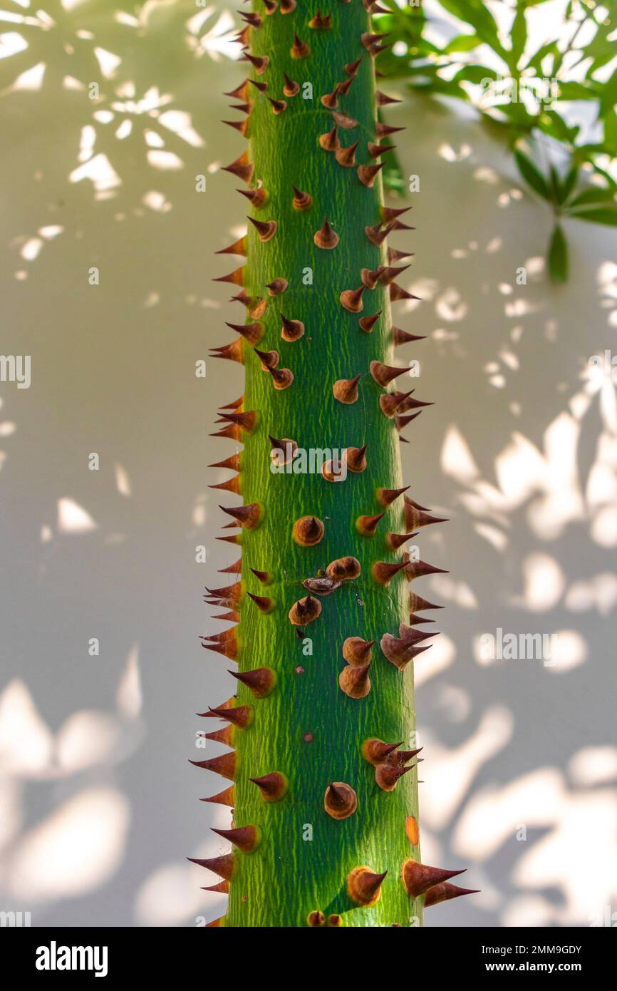 Young green beautiful Kapok tree Ceiba tree with spikes in tropical ...