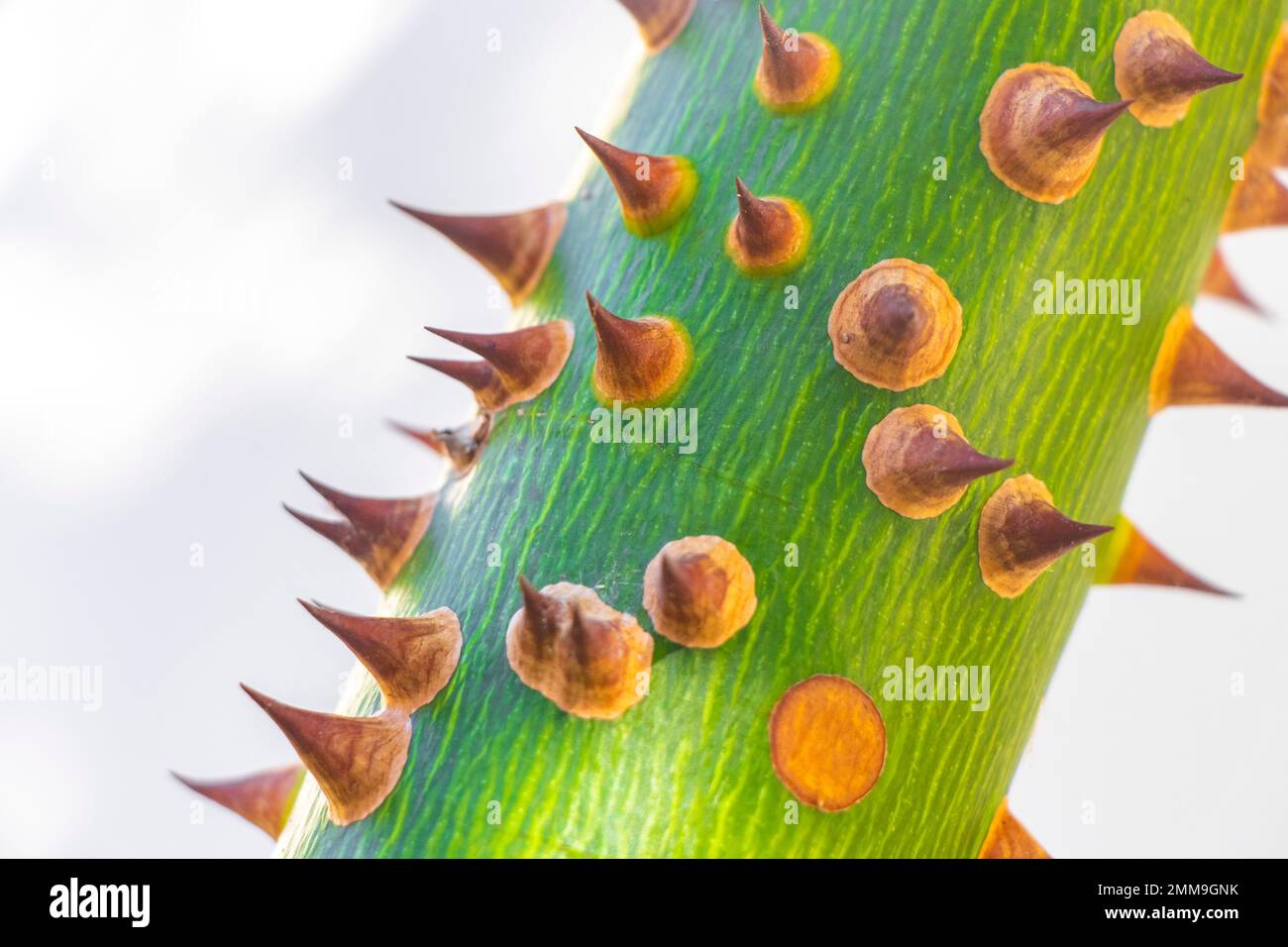 Young green beautiful Kapok tree Ceiba tree with spikes in tropical ...