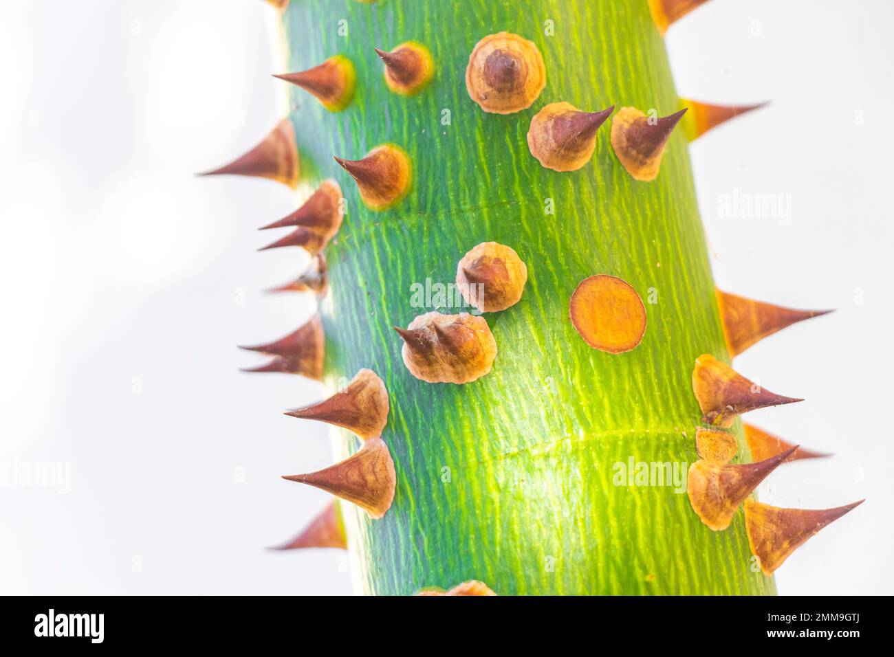 Young green beautiful Kapok tree Ceiba tree with spikes in tropical ...