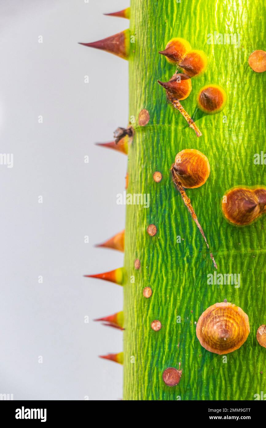 Young green beautiful Kapok tree Ceiba tree with spikes in tropical ...