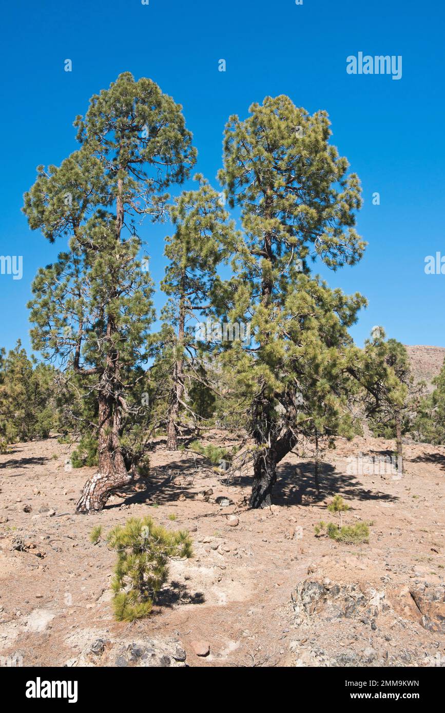 Pinus canariensis tenerife hi-res stock photography and images - Alamy