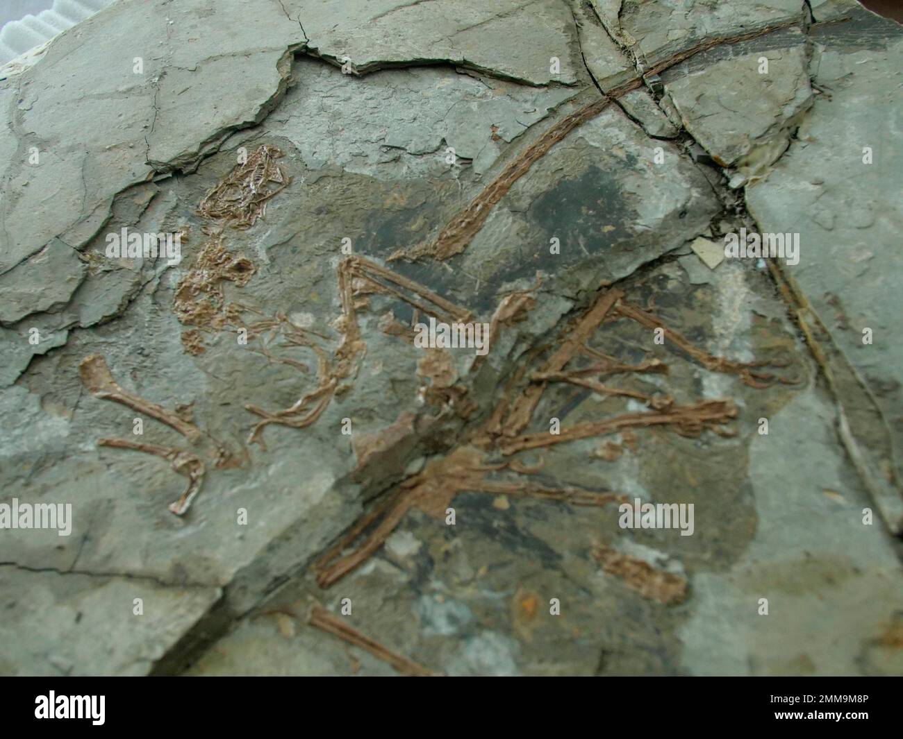 This Oct. 1, 2018, photo shows a tail fossil including feathers of a ...