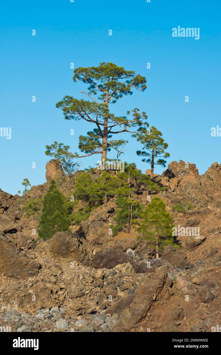 Canary island pines (Pinus canariensis), Tenerife, Spain Stock Photo ...