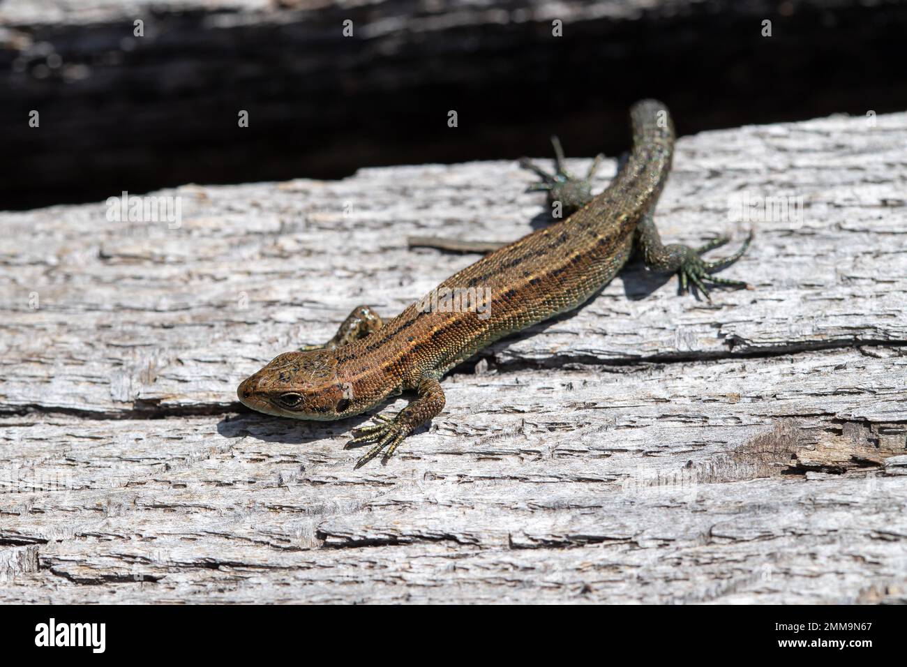 Viviparous lizard (Zootoca vivipara), sunning itself on a wooden path ...