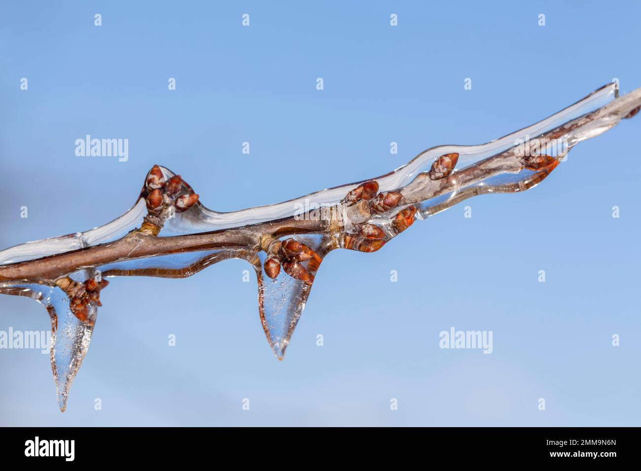 Winter buds on a cherry tree covered with ice after freezing rain Stock ...