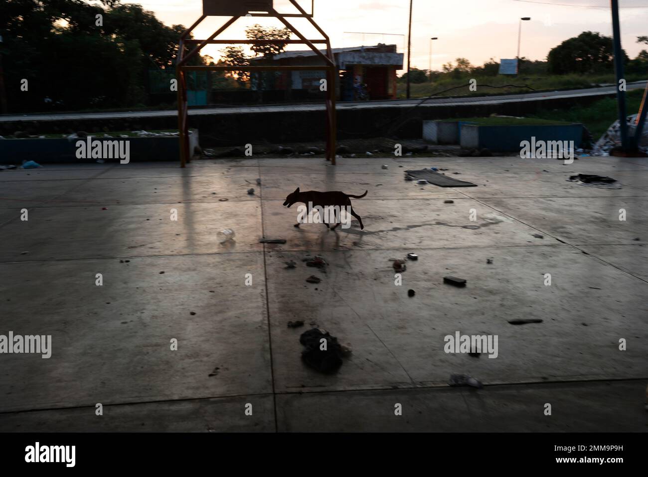 A dog walks on a basketball court where an improvised shelter for ...