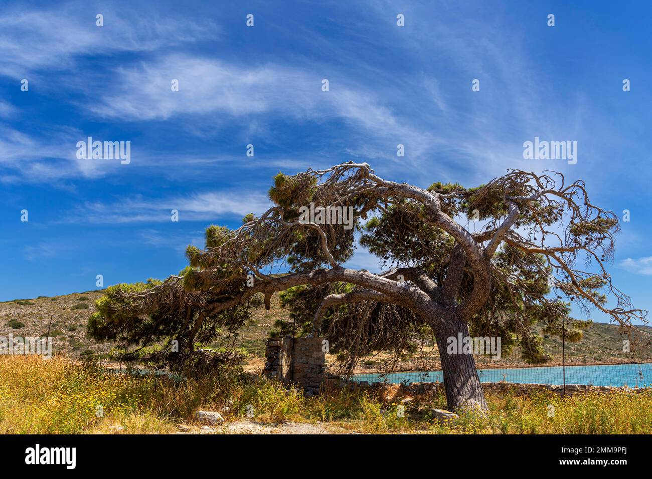 Pine tree on the fortress wall of the sea fortress on the island of ...