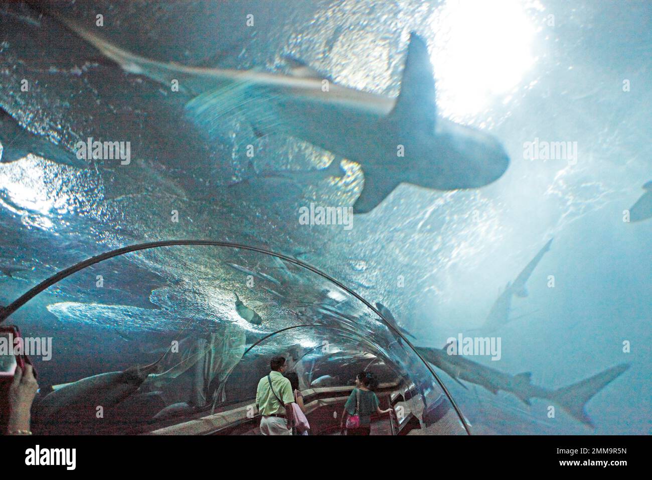 Walking through a fish tank at Underwater World, Sentosa Island ...
