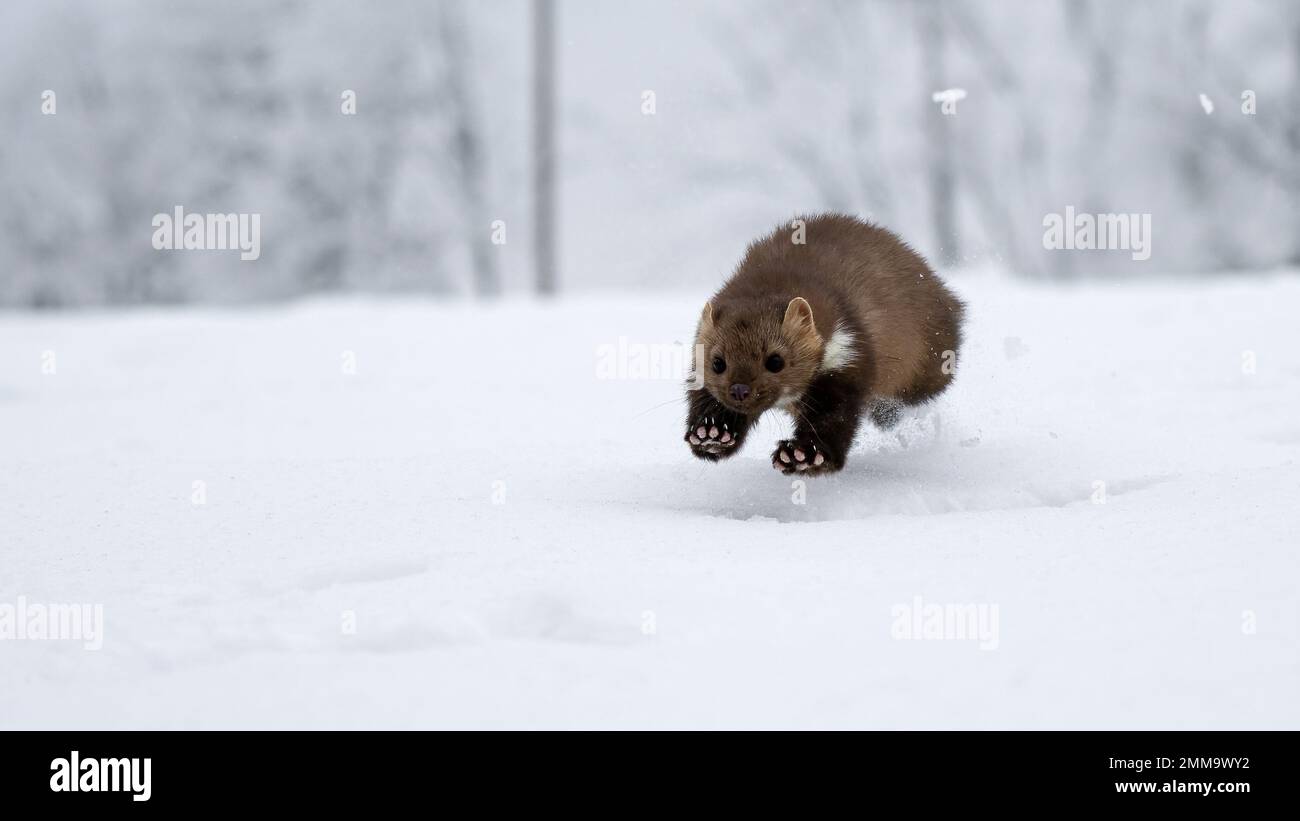 Wild animal Beech marten, Martes foina,running in the snow Stock Photo ...