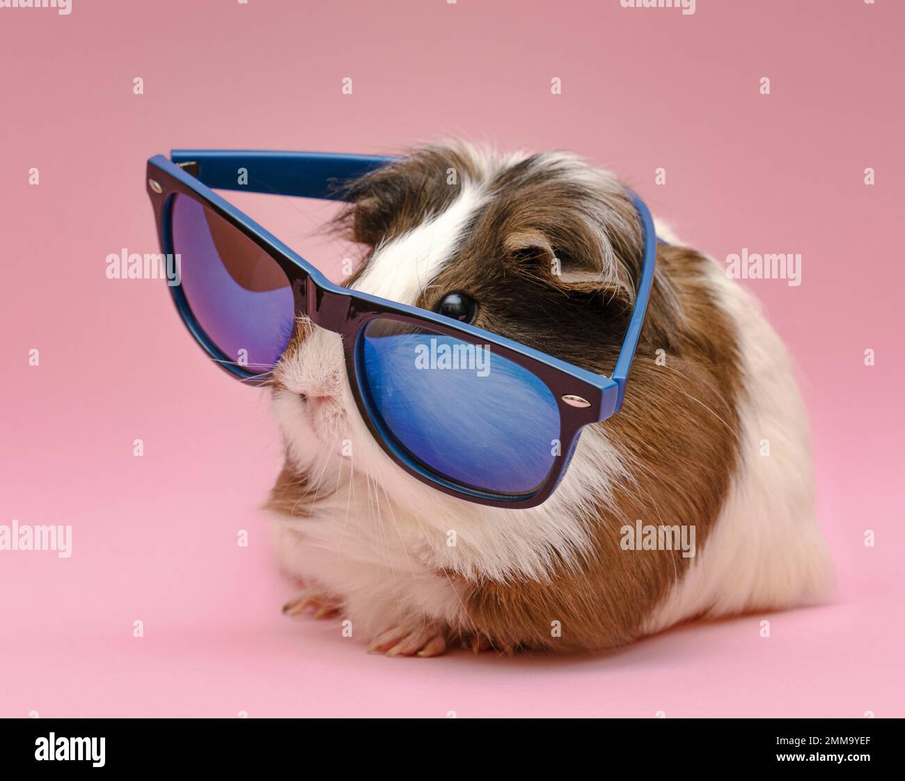 Guinea pig sunglasses hi-res stock photography and images - Alamy