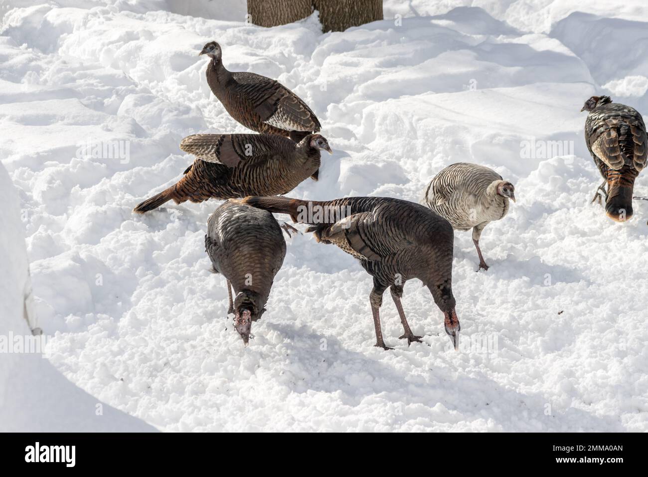 Flock of wild turkeys eating in the snow under bird feeders near the ...