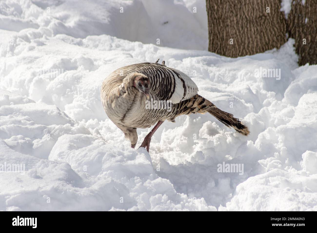 White species of wild turkey walking in the snow near the house Stock ...