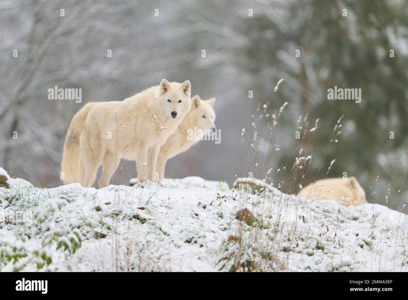Arctic wolf (Canis lupus arctos), adult, two animals, snow, winter ...
