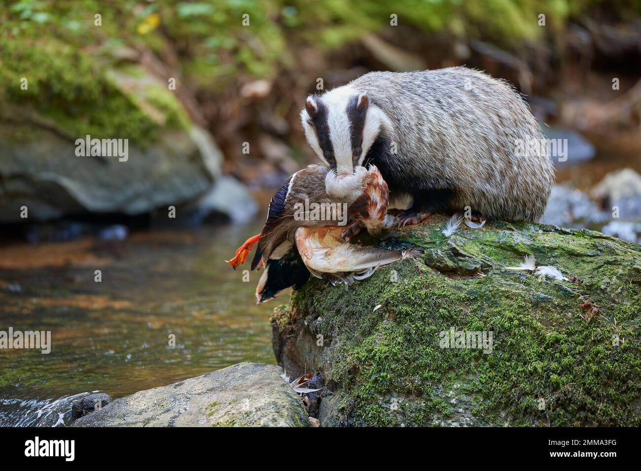 European badger (Meles meles), with prey Mallard on stone in forest ...