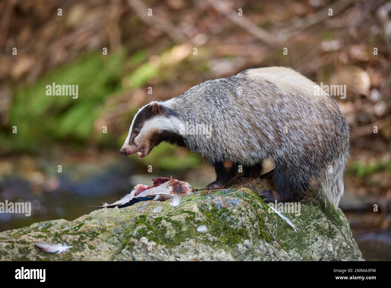 European badger (Meles meles), with prey Mallard on stone in forest ...