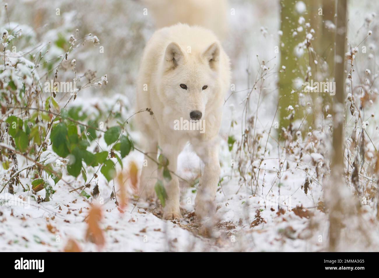 Arctic wolf (Canis lupus arctos), adult, running in forest, snow ...