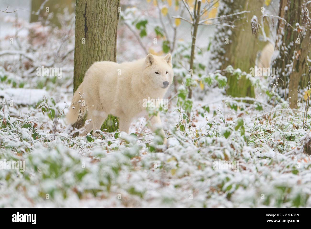 Arctic wolf (Canis lupus arctos), adult, running in forest, snow ...