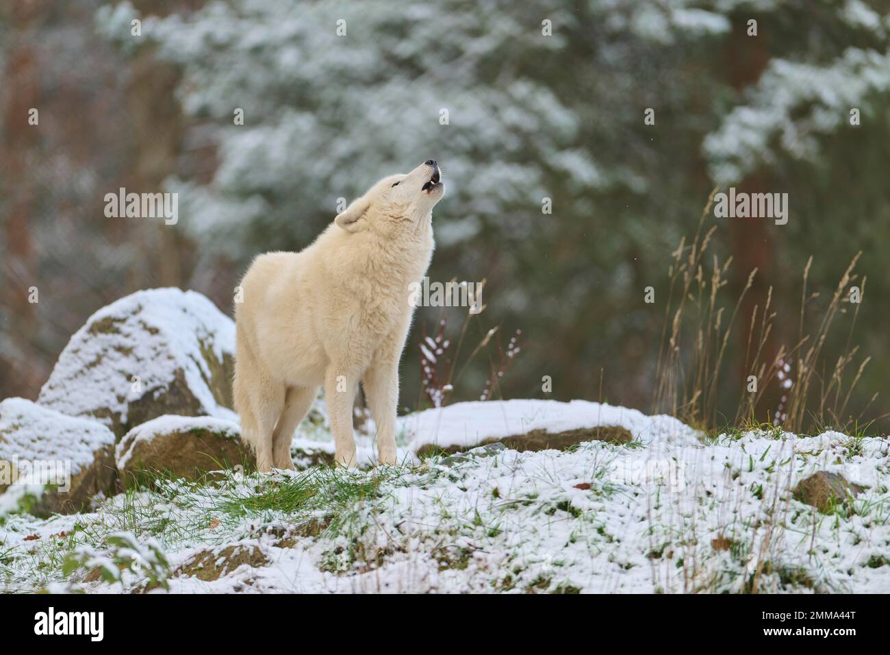 Wolf howling snow hi-res stock photography and images - Alamy