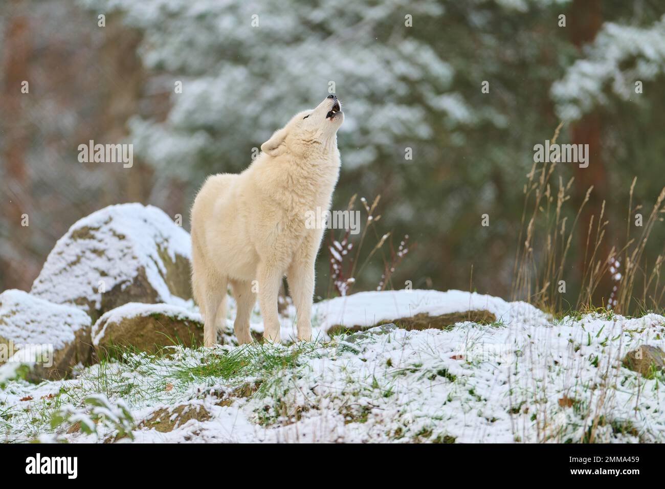 Arctic wolf (Canis lupus arctos), adult, howling, snow, winter, captive ...