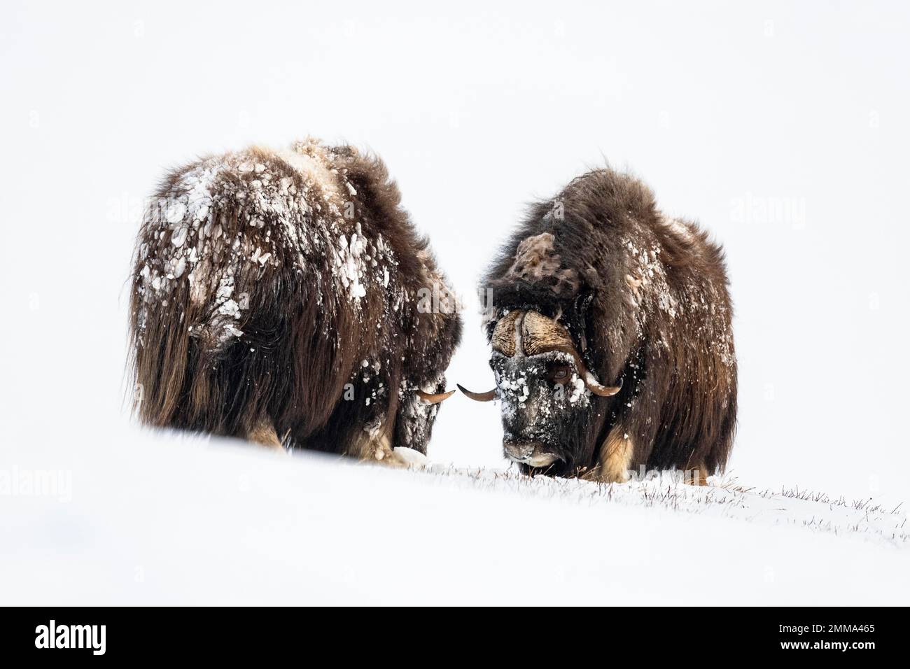 Two musk oxes (Ovibos moschatus) in the snow, Dovrefjell-Sunndalsfjella ...