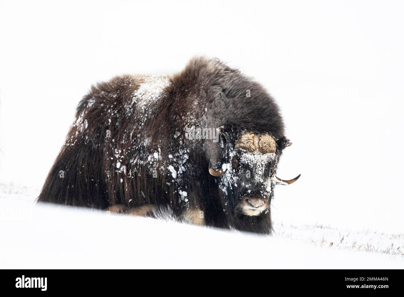 Musk ox (Ovibos moschatus) in the snow, Dovrefjell-Sunndalsfjella ...