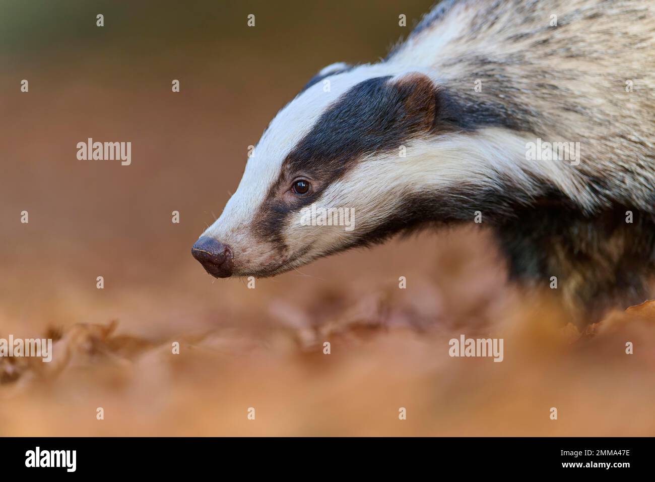 European badger (Meles meles), looking for food in autumn forest ...