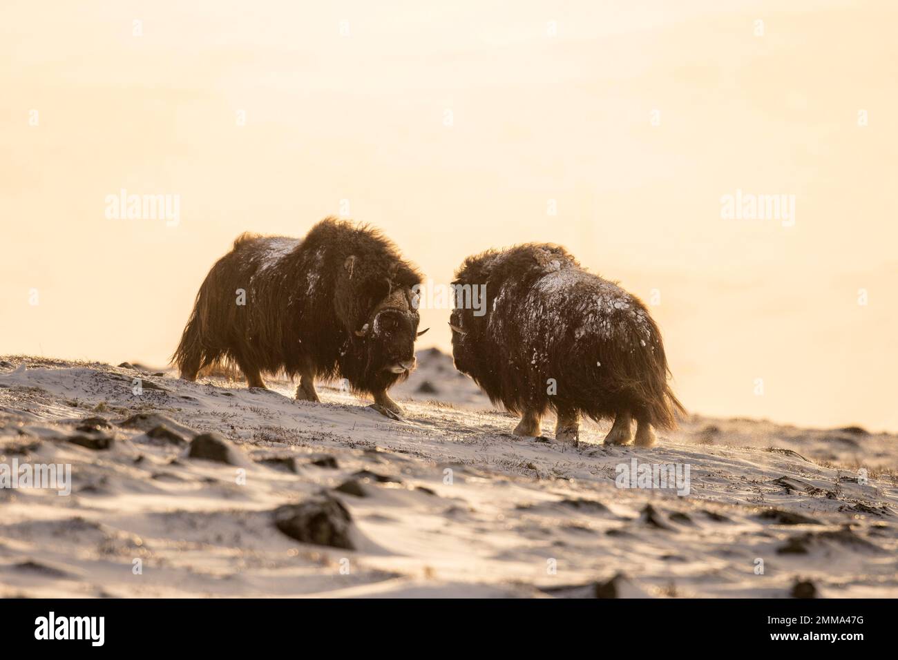 Two musk oxes (Ovibos moschatus) in the snow, Dovrefjell-Sunndalsfjella ...