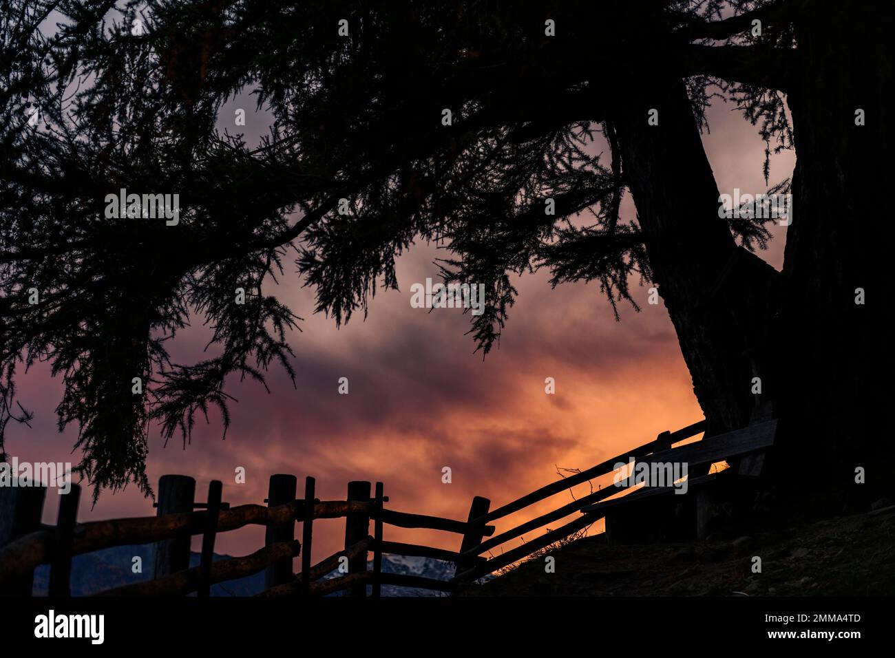 Old tree silhouette hi-res stock photography and images - Alamy