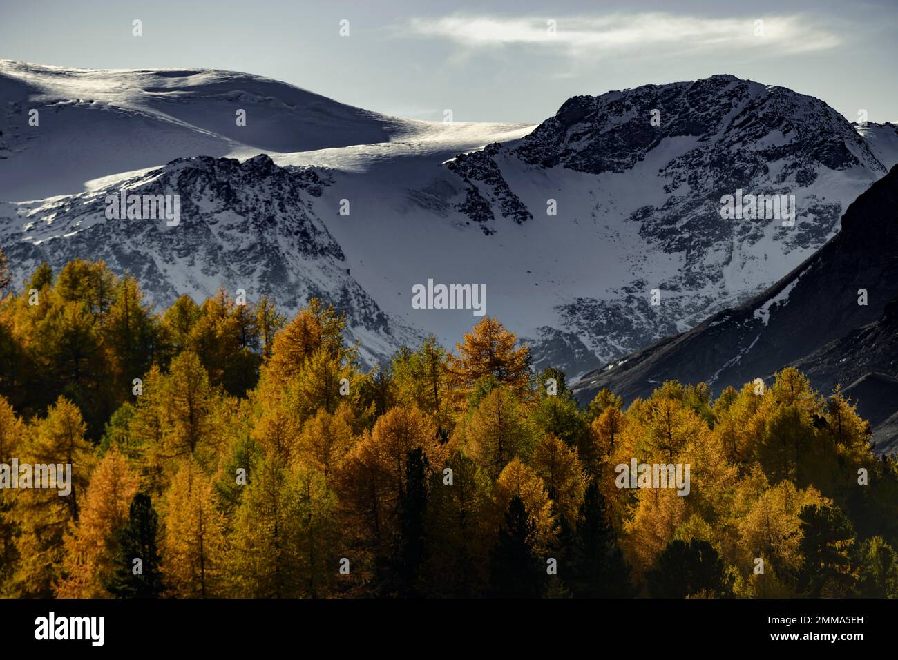 Autumn larch (Larix) forest, with mountains in the background, Martell ...
