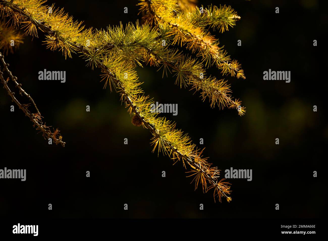 Autumn larch (Larix) branch, Martell Valley, Naturno, South Tyrol ...