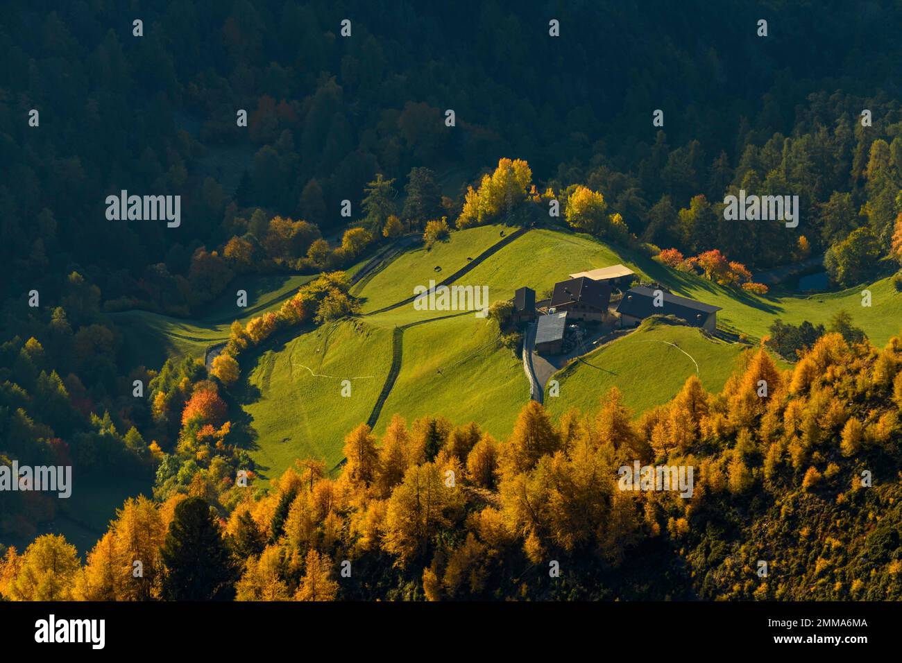 Mountain farm on mountain meadow with larch (Larix) forest Naturns ...