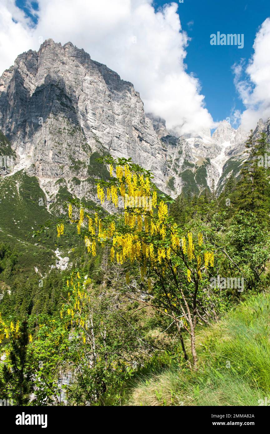 Yellow flowering tree, golden rain (Laburnum anagyroides), Brenta ...