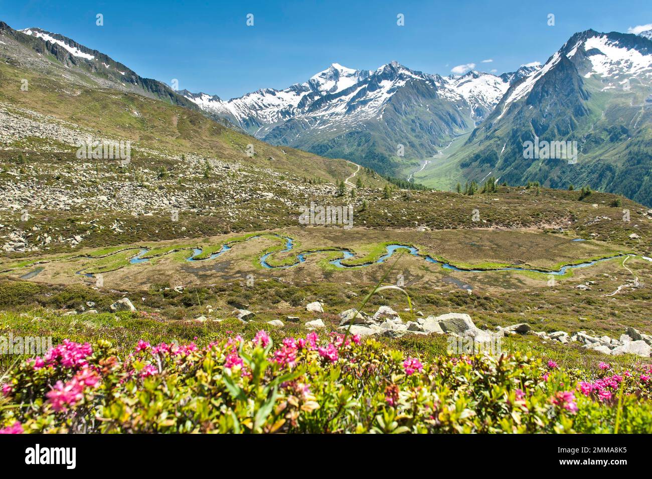 Rusty-leaved alpenrose (Rhododendron ferrugineum), Rusty alpine bush ...