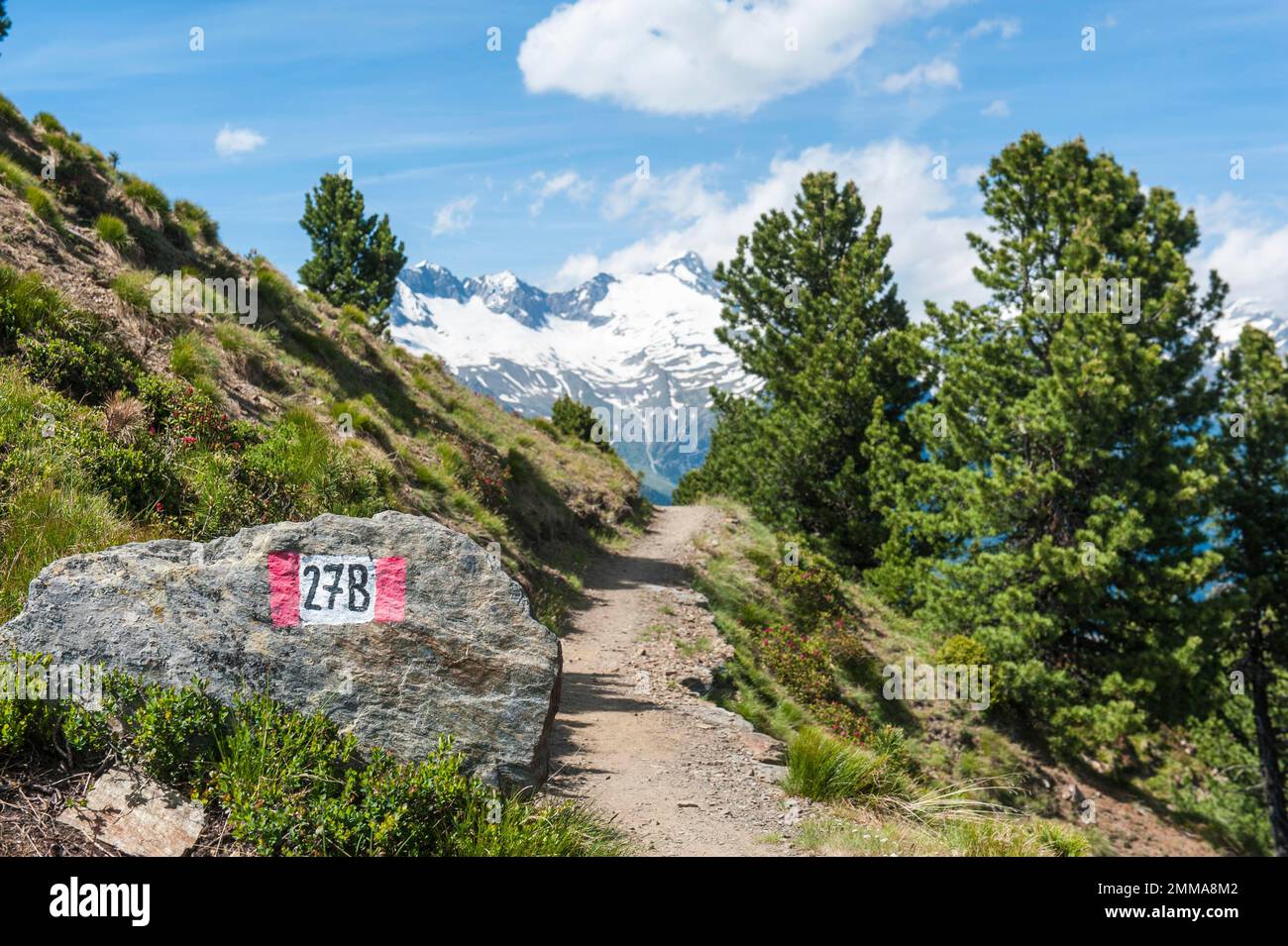 Red and white marking, hiking trail 27B, path, swiss pines (Pinus ...
