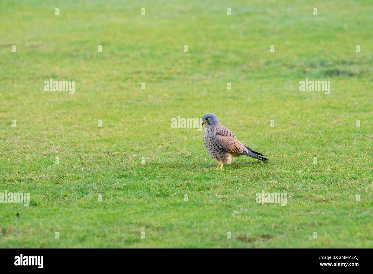 Small falcon hi-res stock photography and images - Alamy