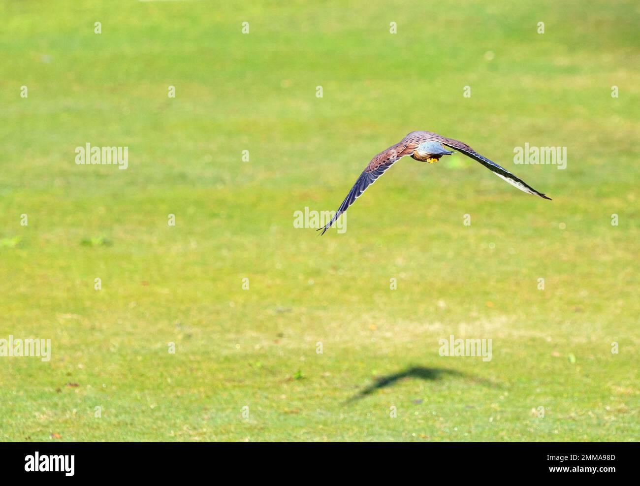 Flying falcon egypt hi-res stock photography and images - Alamy
