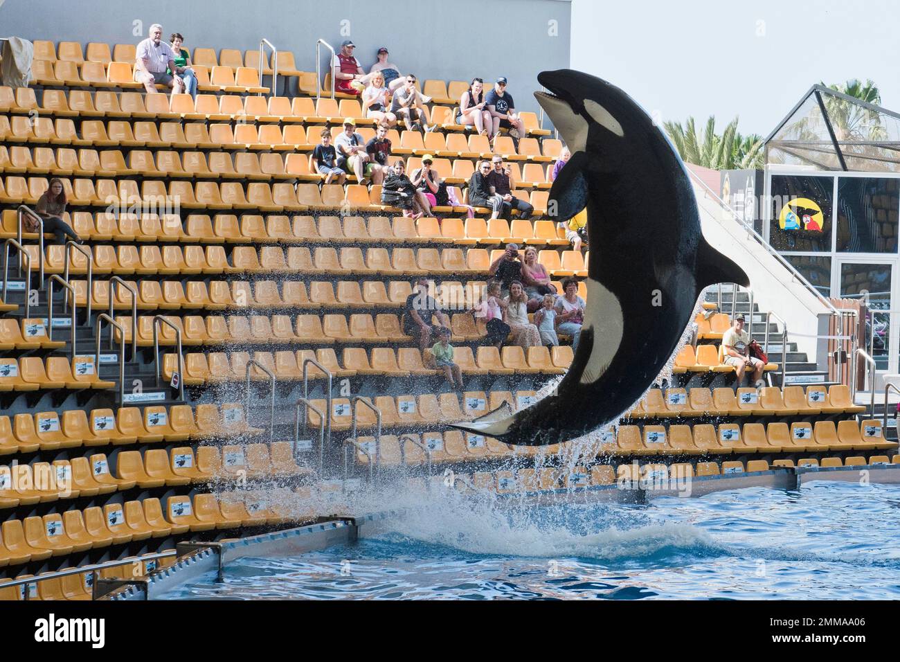 Killer whale (Orcinus orca) jumps, Loro Park, Puerto de la Cruz ...