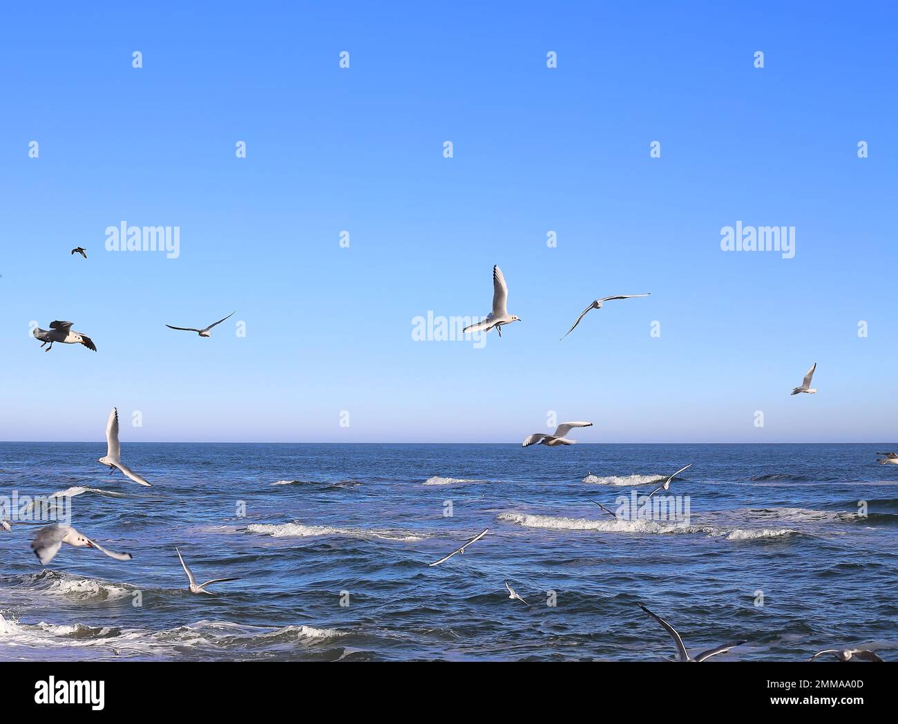 Seagulls on sea beach slow hi-res stock photography and images - Alamy