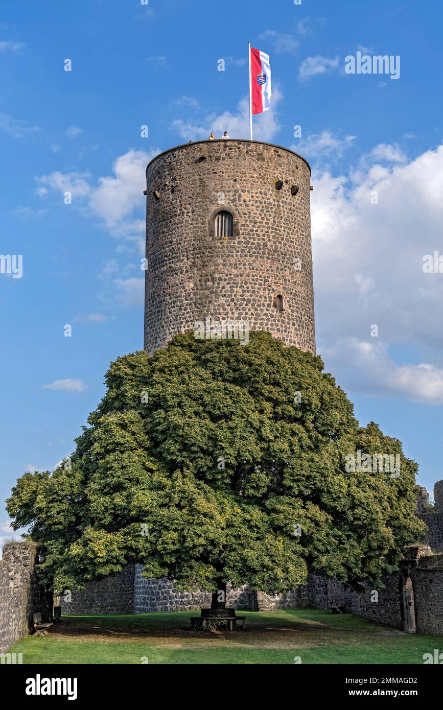 Castle tower eastern keep, old lime tree, castle courtyard, castle ...
