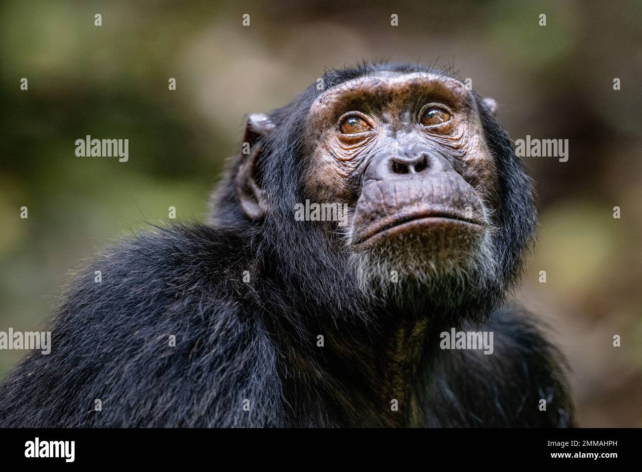 A chimpanzee looking up while sitting low down amongst the rainforest ...