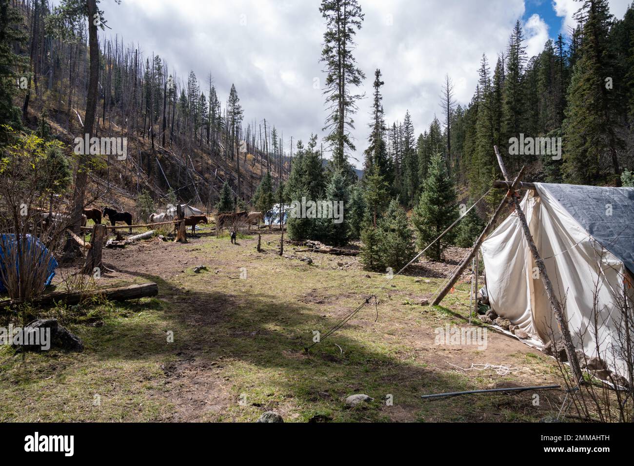 Campsite with canvas tent and horses corralled in the Gila National ...