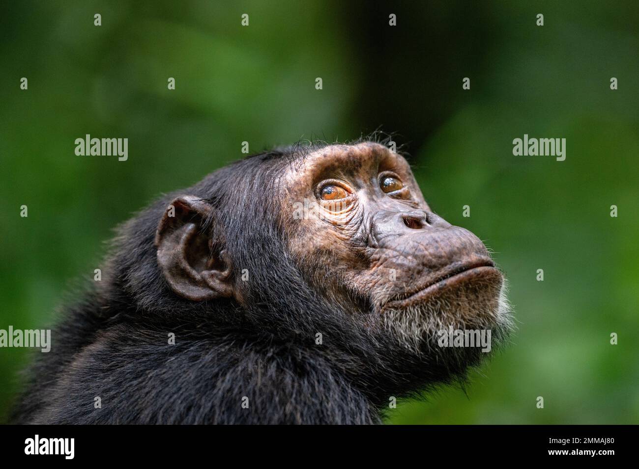 A chimpanzee looking up while sitting low down amongst the rainforest ...