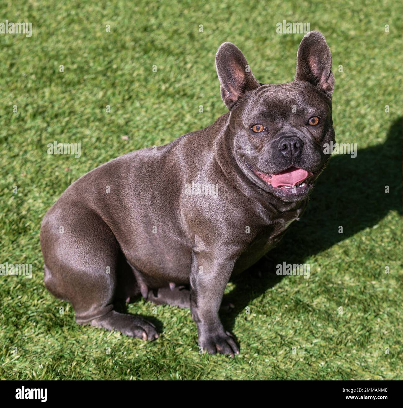 16-Months-Old Lilac Female Frenchie Puppy. Off-leash dog park in ...