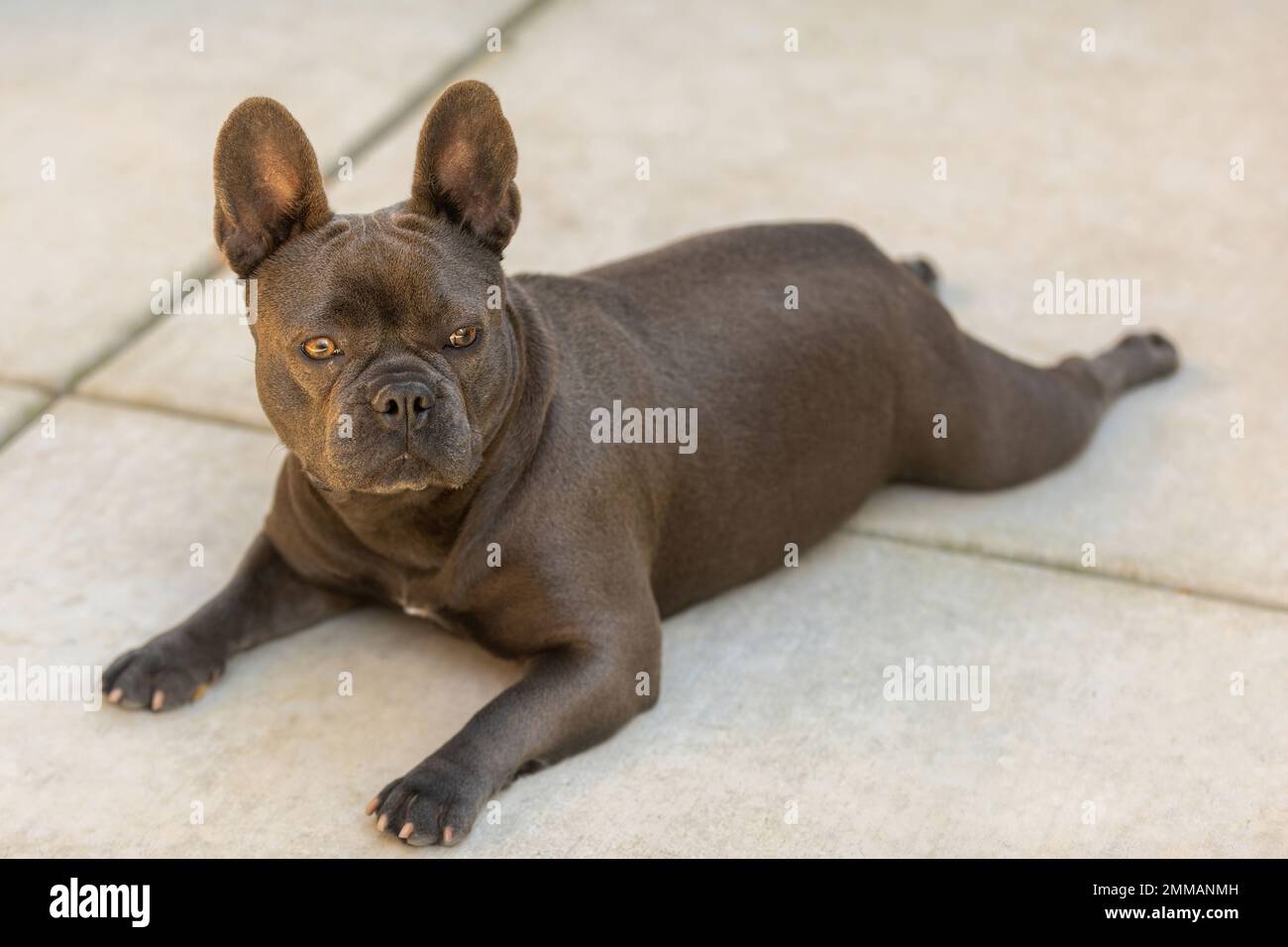 16-Months-Old Lilac Female Frenchie Puppy. Concrete Patio in Northern ...