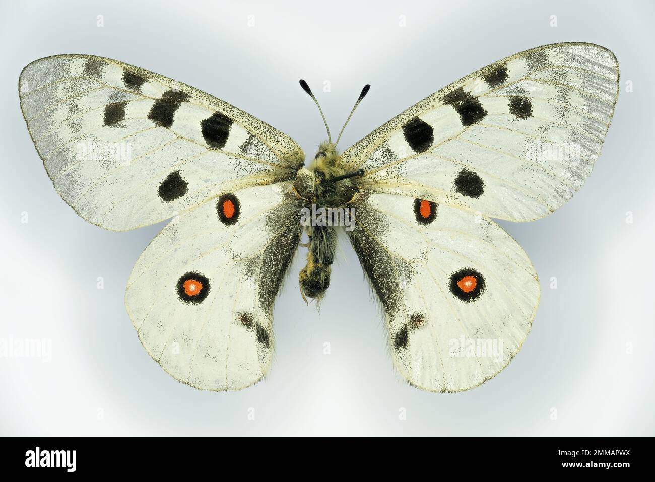 Parnassius apollo or mountain Apollo (family Papilionidae), a butterfly ...