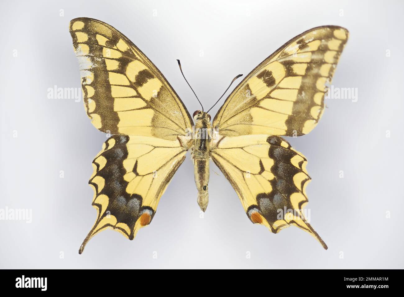 Swallowtail butterflyr, Papilio machaon (family Papilionidae), a butterfly. A 50 years old ...