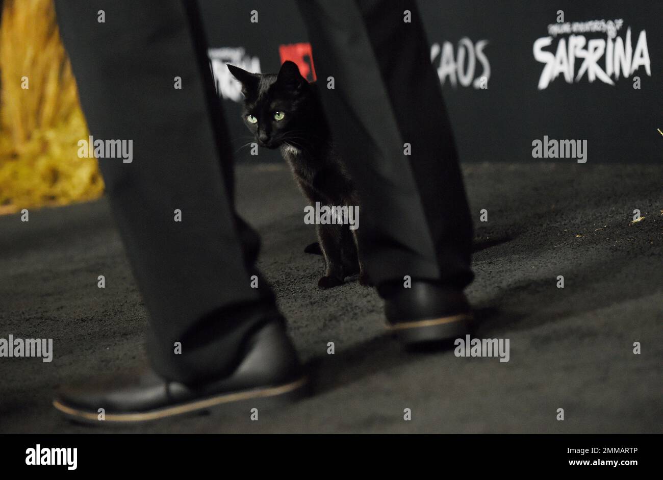 A black cat sits on the carpet at the premiere of the occult-themed ...